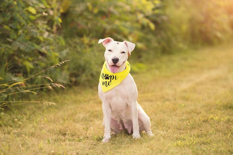 Adopt me dog - AHeinz57 Pet Rescue and Transport